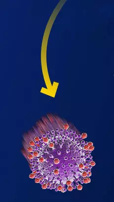 Fotoğraf №8 - Infographics: Coronavirus Zayıf Noktalar