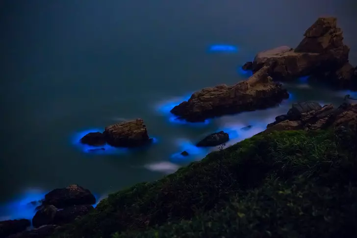 Mynd №2 - Sea Glow: 5 Dæmi um bioluminescence í heiminum Ocean