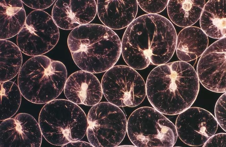 Photo №3 - Dengiz nuri: 5 jahon okeanida Bioluminecalmentning misollari