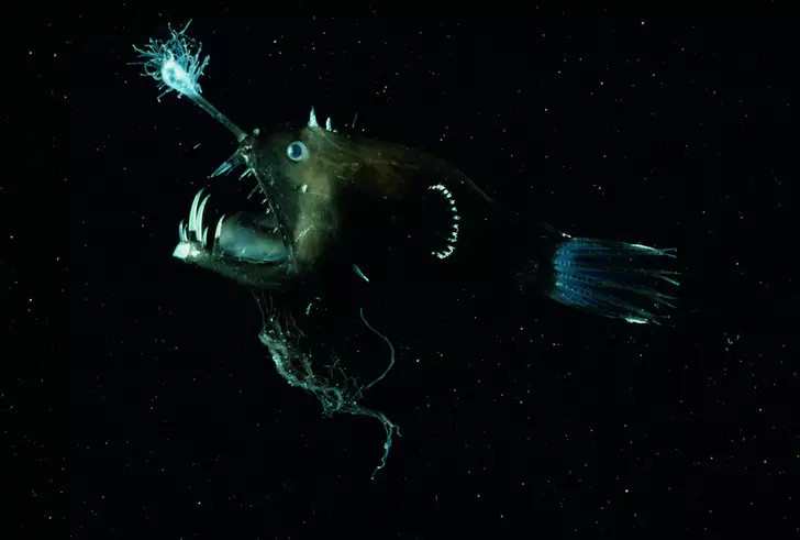Сүрөт 11 - Деңиз жарк: 5 Дүйнөлүк океанга биолуминенттердин мисалдары
