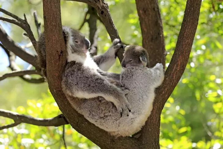 Photo №1 - Koala Water boit de l'eau?