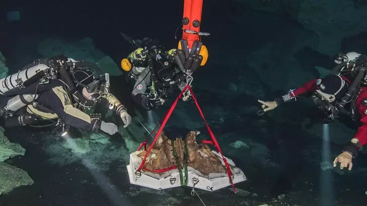 Foto №1 - Divers levantó los restos del perezoso gigante de la cueva submarina