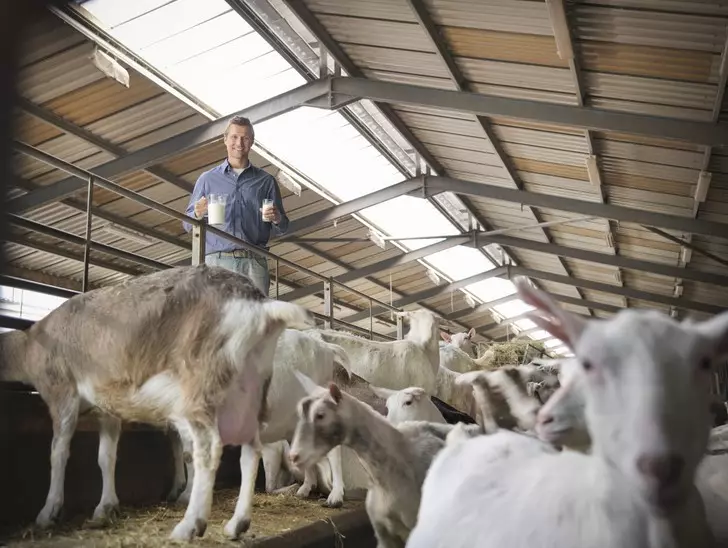 Foto №1: los científicos crearon cabras, cuya leche contiene una cura para el cáncer