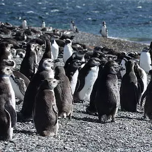 Фота №1 - Спякота забівае пінгвінаў