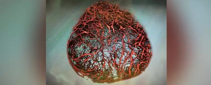 Фото број 1 - Научниците покренаа мрежа на крвни садови во лабораторијата
