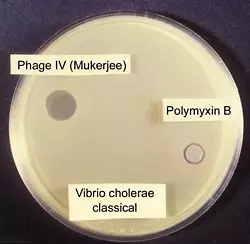 Hulagway №2 - Mga Sniper alang sa mga pathogen