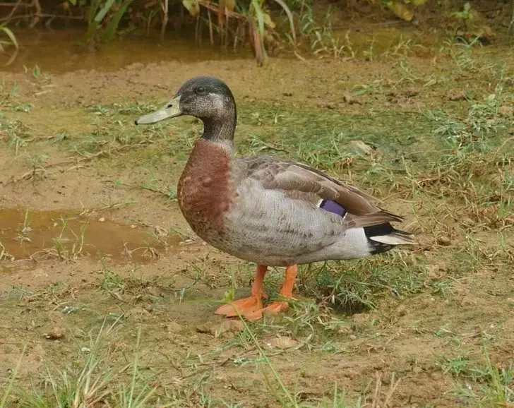 Photo №1 - Mutu mafi m, a cikin duniya da duck