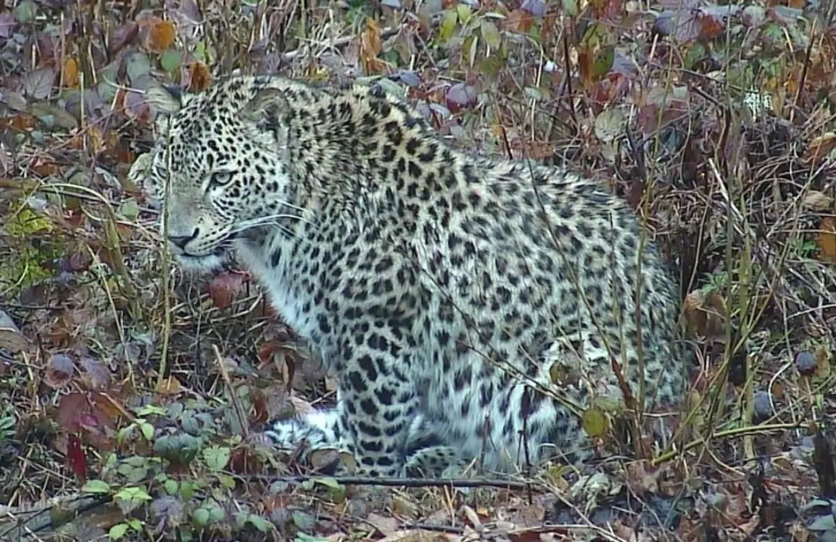 Foto №1 - Leopard vrijgegeven in het wild gedood door stropers