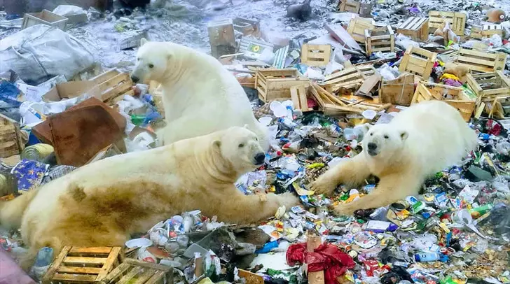 照片1 - 北極熊在新土地上的大眾入侵