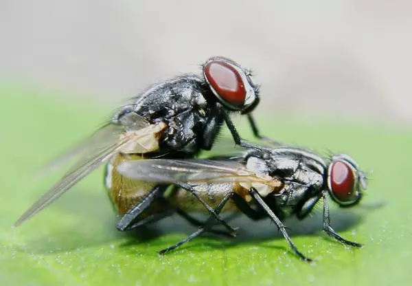 Photo №1 - La dette civile est effectuée au lit