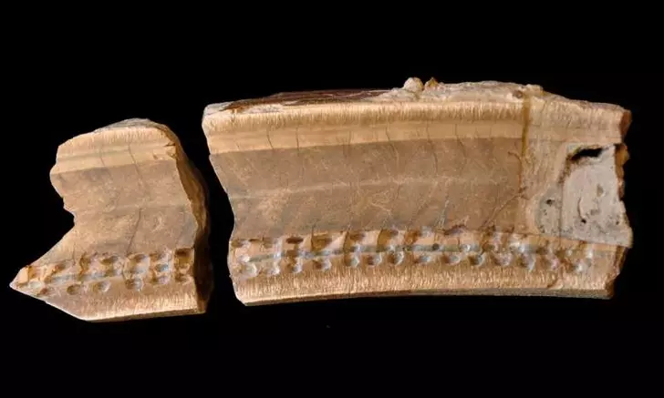 Foto №1 - hiiglasliku eelajaloolise libisemise tuvastatud hammas