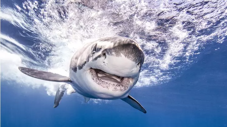 Photo №1 - počet útoků žraloků za posledních 20 let se zdvojnásobil