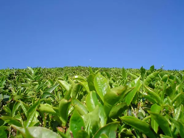 Foto №1 - Green slange van Chinese bottelering