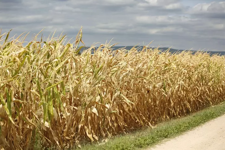 Фото №1 - Названа небезпека кукурудзяного сиропу