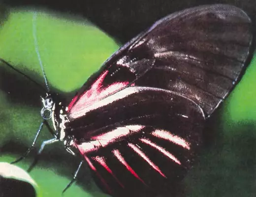 Hoto №1 - Gidan Butterflies