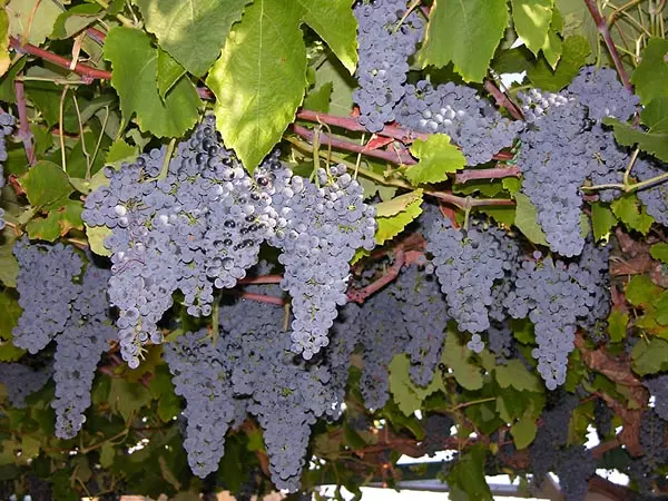 Foto №1 - quando uma pessoa bebe vinho