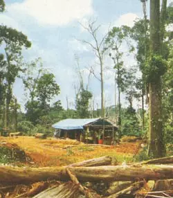 Foto №4 - Guiana Vacha