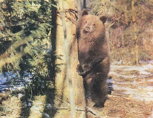 Фота №1 - Дзядзька цвярскіх медзведзянятаў