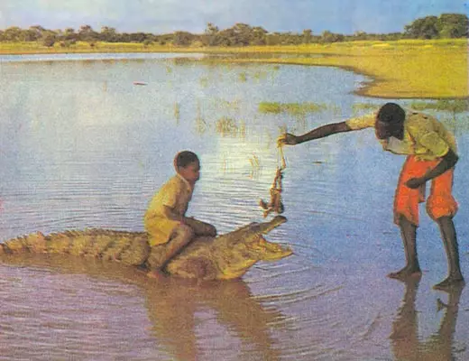 Фото №1 - Крокодиллар рөхсәт итмәячәк