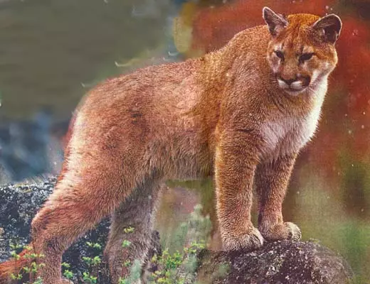 (Photo №1 - Akpọ oku maka Puma