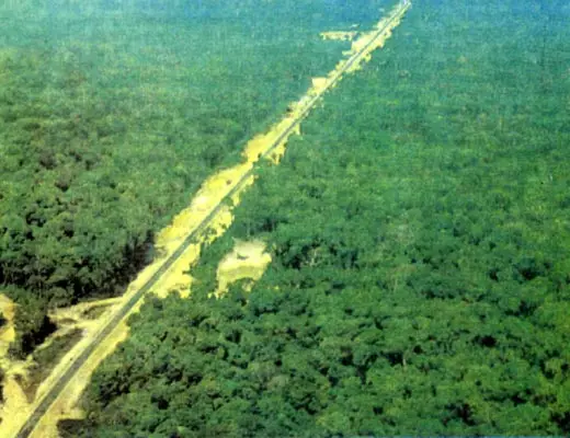 Сүрөт №1 сүрөт - Амазониянын токойунун күлү