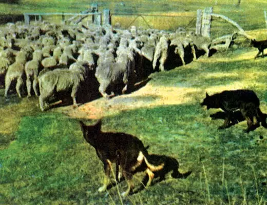 Foto Numri 1 - Një Calpi besnik i domosdoshëm