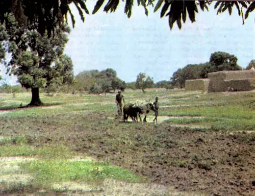 תמונה 1 - כפר בסוואנה