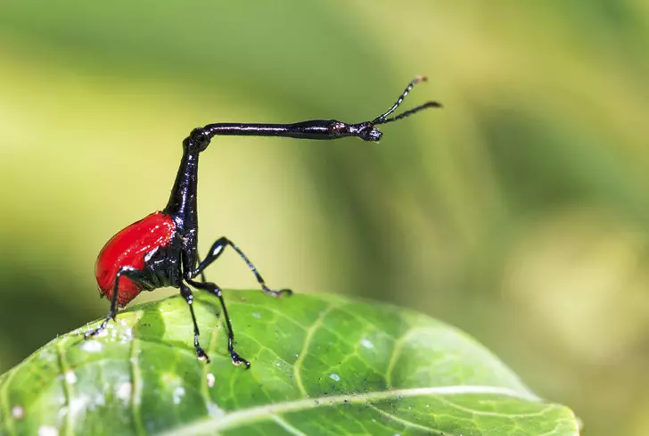 ಫೋಟೋ №2 - ಗೆರ್ನೆಕ್