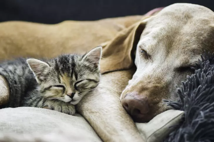 Fotoğraf Numarası 1 - Bilim adamları, sahiplerini kimin daha çok sevdiğini öğrendim: Kediler veya Köpekler