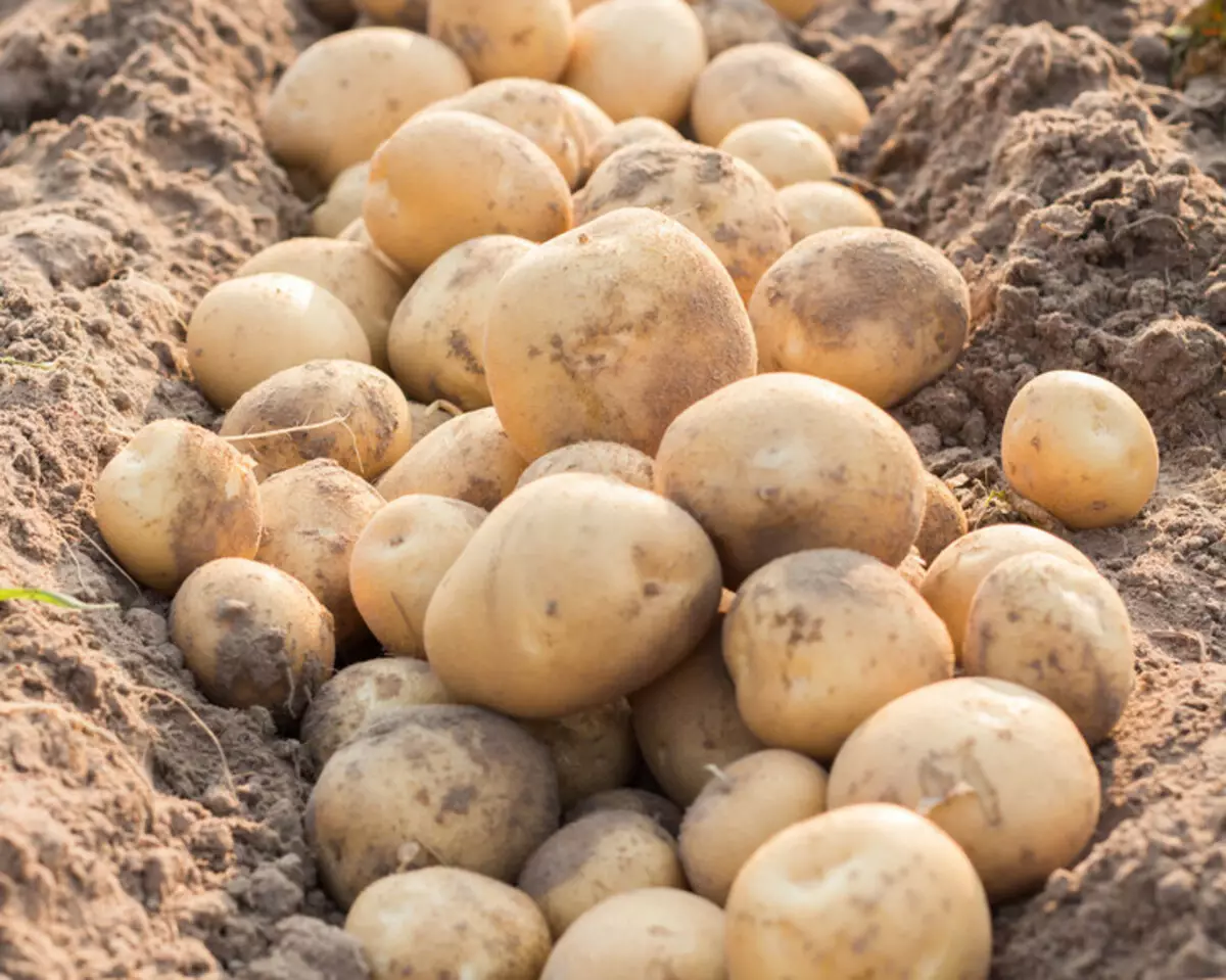 Foto broj 1 - NASA će rasti krumpir u Martian uvjetima