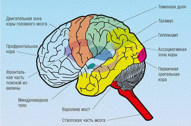 Photo nommer 1 - fisiologie. fases slaap