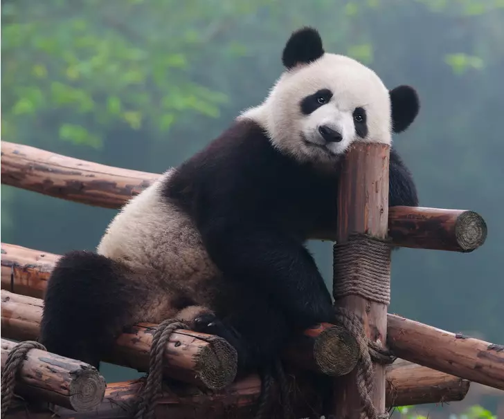 Foto №1 - Panda mare a descoperit audierea unică