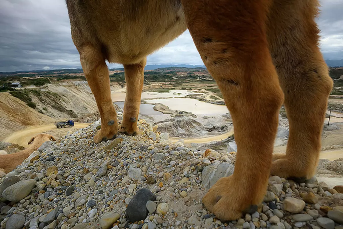 Gambar №9 - Laporan Foto: Bagaimana untuk mendapatkan emas di Jungle Peru