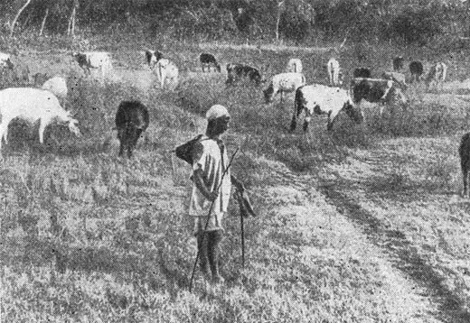 Grianghraf №1 - Tóga Togo Togolese