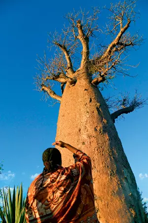 Photo №4 - steep trunks