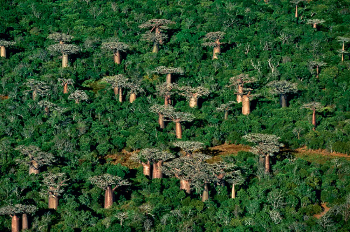 Photo number 6 - steep trunks