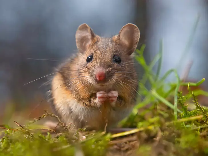 Foto №1 - Lovers Mouse-Males Sing Wyfies Ultraklank Serenades