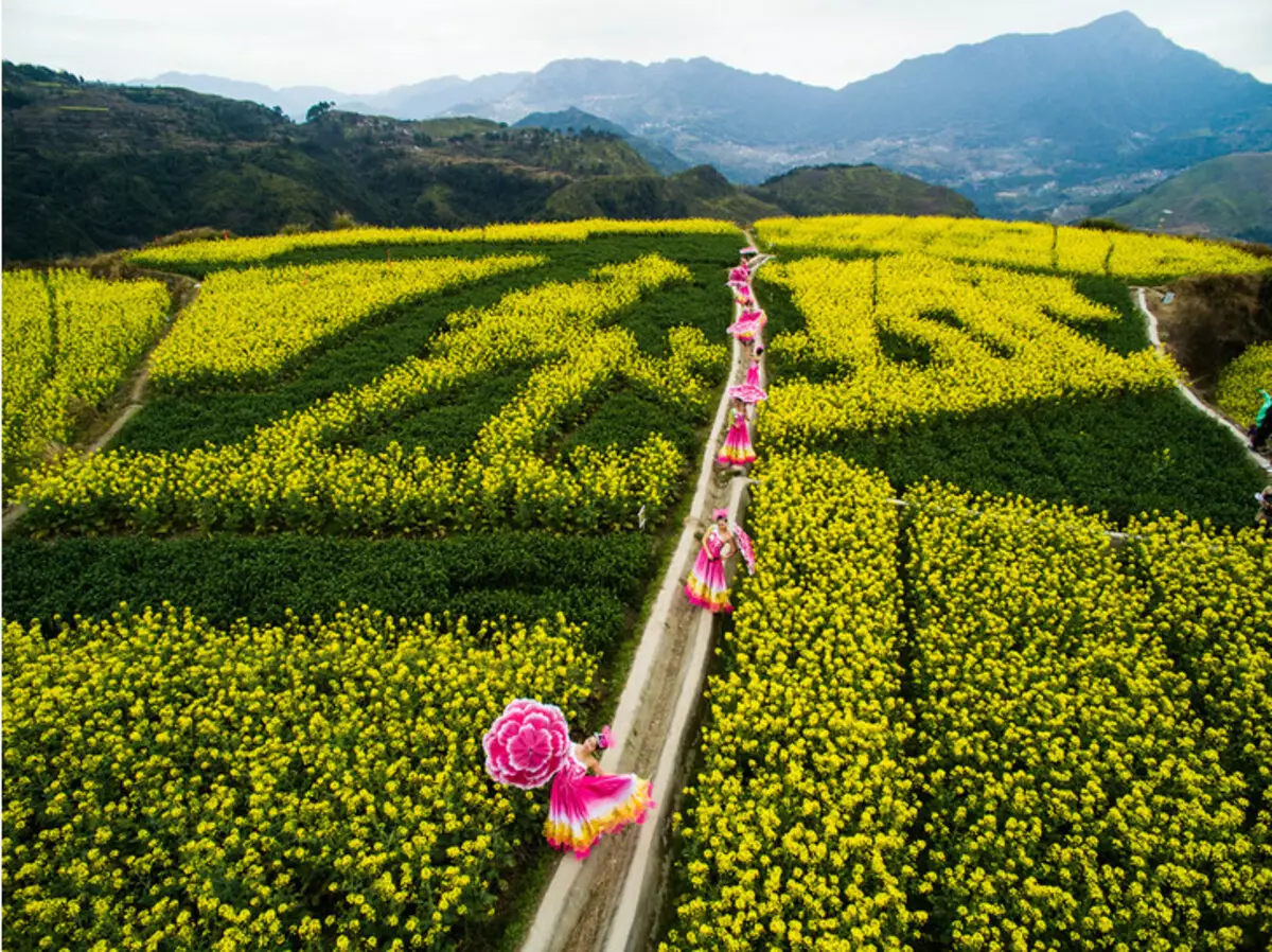 புகைப்படம் №1 - Rapeseed நிலப்பரப்பு