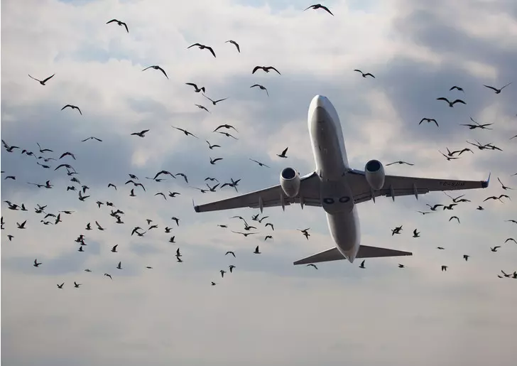 Foto №1 - pronašao način da se osigura avion od sudara sa pticama
