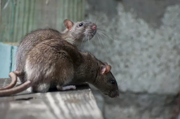 Photo №1 - Ratten helfen Kameraden zum Nachteil ihrer Interessen