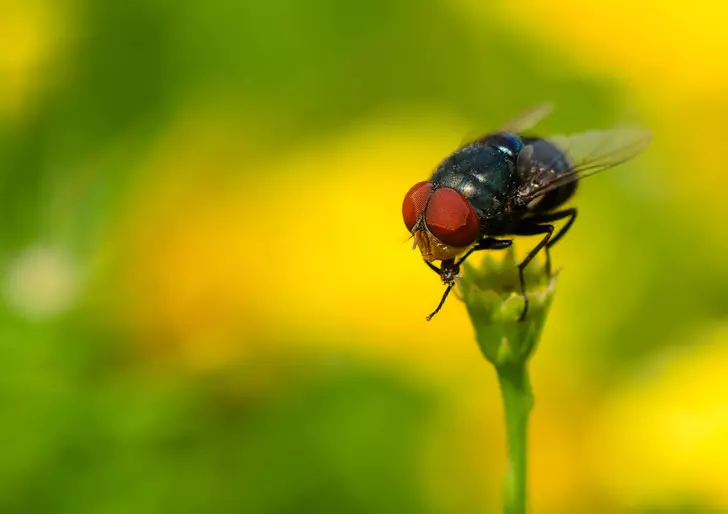 Foto №1 - muhe mogu doživjeti strah i druge emocije