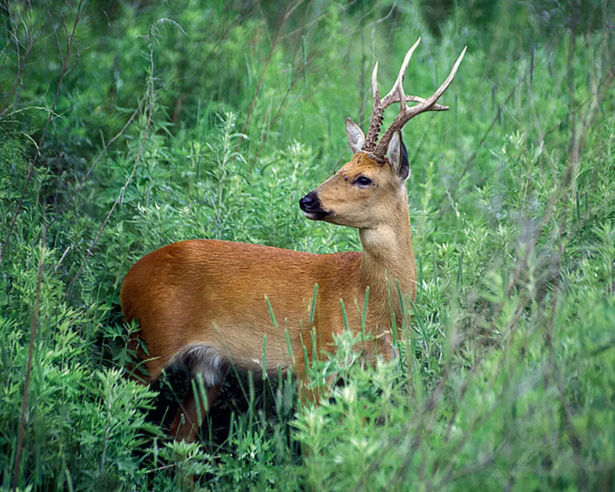 Photo №5 - jeho nejlepší dvojnásobek