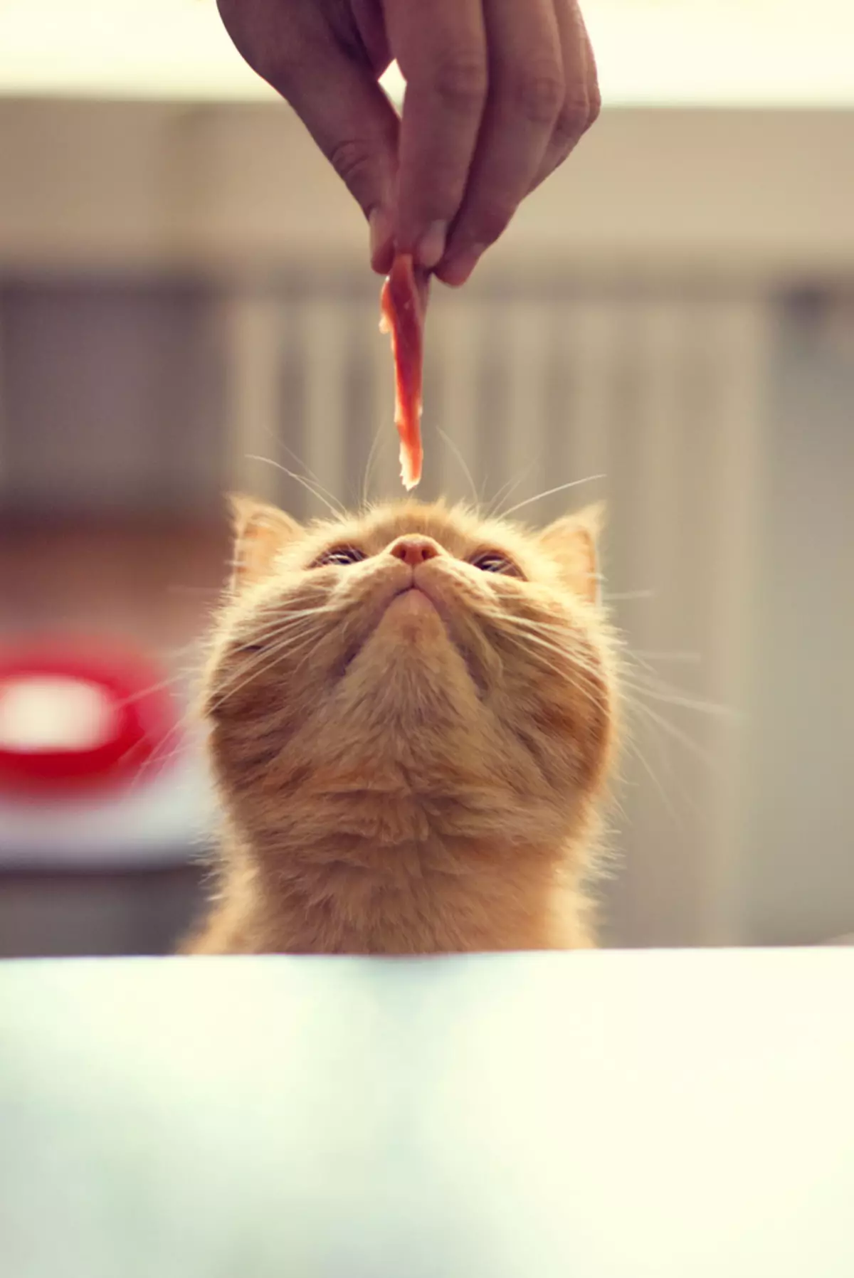 생물 학자들은 왜 고양이가 음식에 사망자인지 설명했습니다