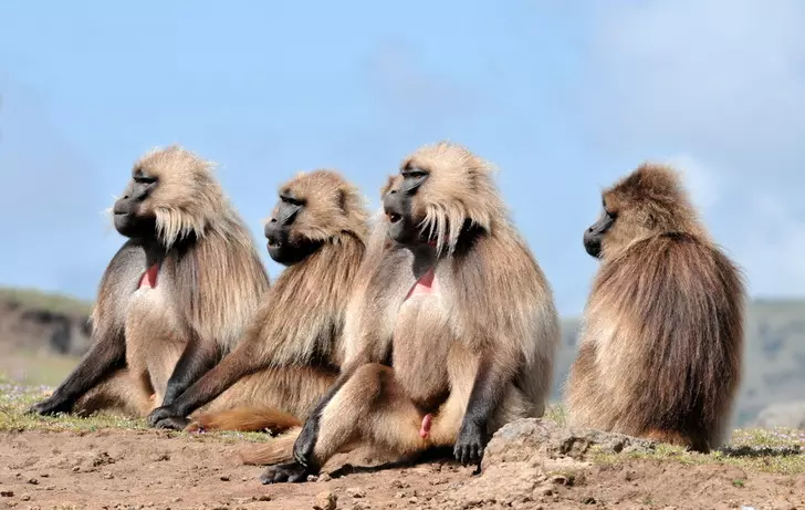 Foto №1 - Yn Etioopje, helpe apen wolven jacht