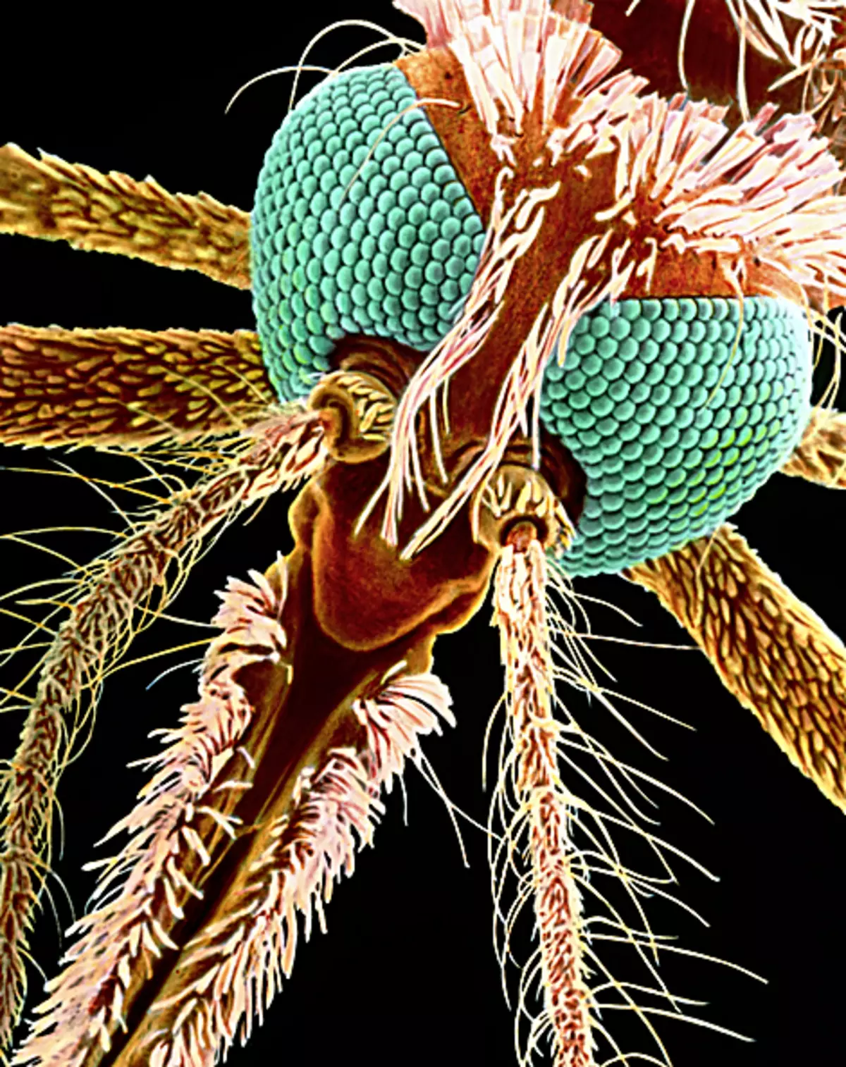 Foto №2 - Medias para mosquitos, xacaredes mortos e outros novos descubrimentos