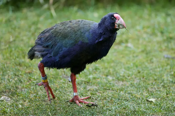 Photo №2 - und ich werde die Jagd fliegen: Wie einige Vögel die Fliegenfähigkeit verloren haben?