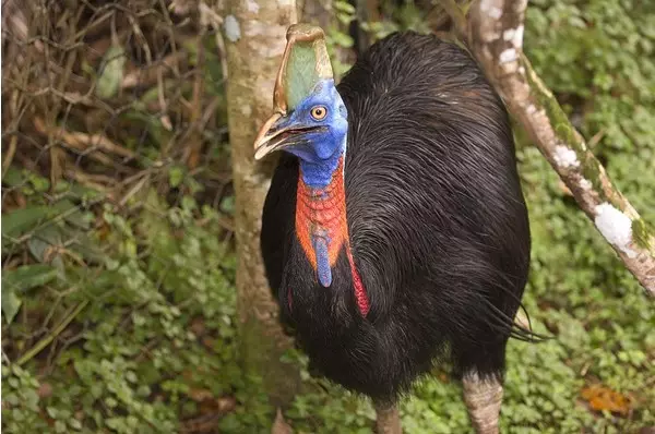 Und ich werde die Jagd fliegen: Wie einige Vögel die Fliegenfähigkeit verloren haben? 20847_4