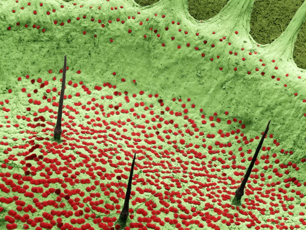 Botanical Vaj: Cov zaub av xim av 20871_4