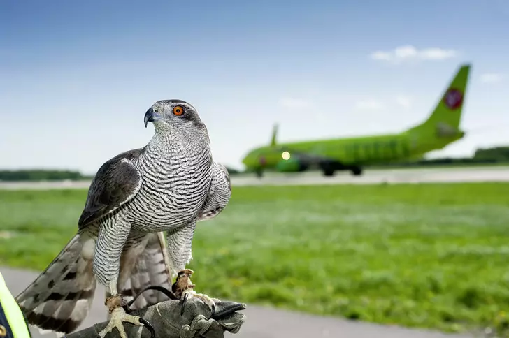 Chithunzi №1 - Aviation Ornithologists: Hawk imasunga ndege