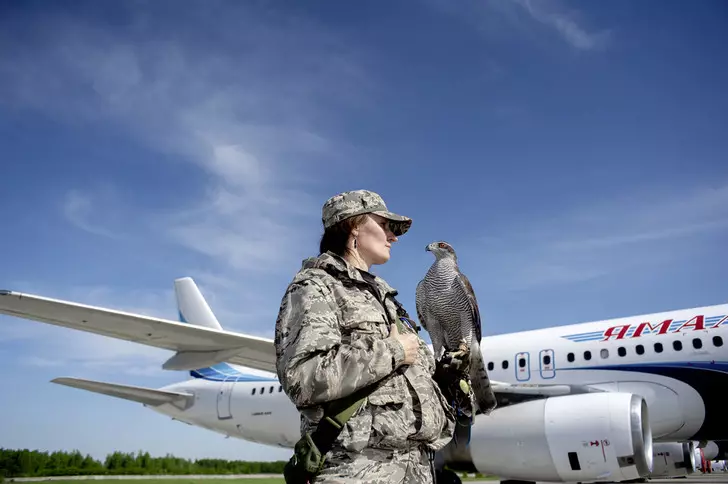 Zdjęcie №3 - Aviation Ornithologists: Hawk oszczędza samolot